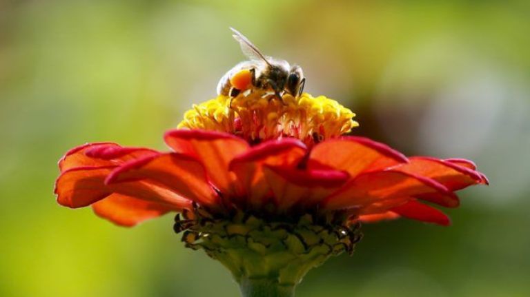 La Importancia De Las Abejas ¿mito O Realidad Anb Agencia De