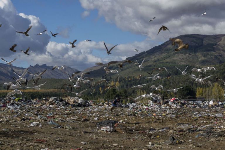 El vertedero, una peligrosa fuente de alimento para muchas aves | ANB ...